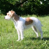 The Most Popular Names For Jack Russell Terriers