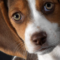Unique Dog Names For A Girl Beagle - List With Meanings
