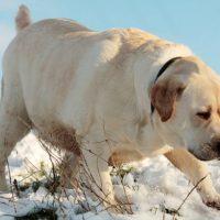 Husky Hip Dysplasia - Symptoms, Treatment And Prevention Measures