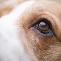 Beagle Eye Diseases - Conditions And Tips For Caring