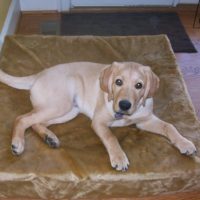 5 Month Labrador Retriever - Weight, Height And Feeding