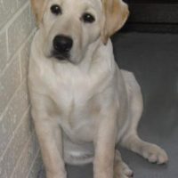 5 Month Labrador Retriever - Weight, Height And Feeding