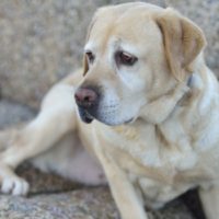 Cancer Labrador Retrievers - Diagnostics And Treatment