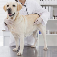 Cancer Labrador Retrievers - Diagnostics And Treatment