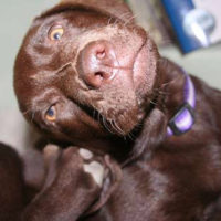 Labrador Retriever Skin Problems: Causes And Treatment