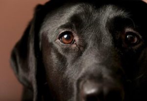 The Main Eye Diseases Of Labradors - Prevention Measures