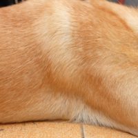 Labrador Retriever Skin Problems: Causes And Treatment
