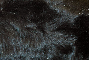 Labrador Retriever Skin Problems: Causes And Treatment