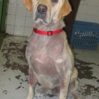 Labrador Retriever Skin Problems: Causes And Treatment