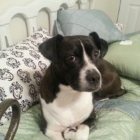 Boston Terrier Pitbull Mix: Size, Appearance, Temperament, Feeding And ...