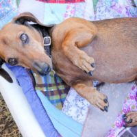 Dachshund Skin Problems: Common Skin Diseases, Hormone Related Skin ...