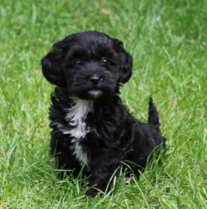 Dachshund And Poodle Mix: How Does Doxiepoo Look Like, Temperament And ...