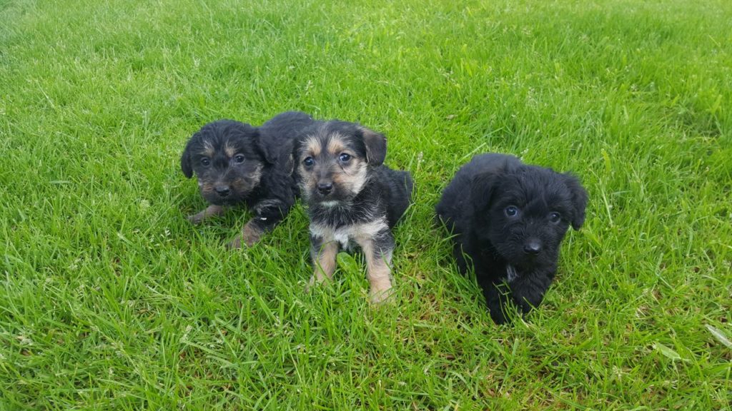 Dachshund and Poodle Mix: How Does Doxiepoo Look Like, Temperament and ...