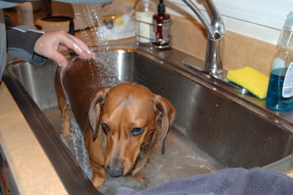 Dachshund Skin Problems: Common Skin Diseases, Hormone Related Skin ...