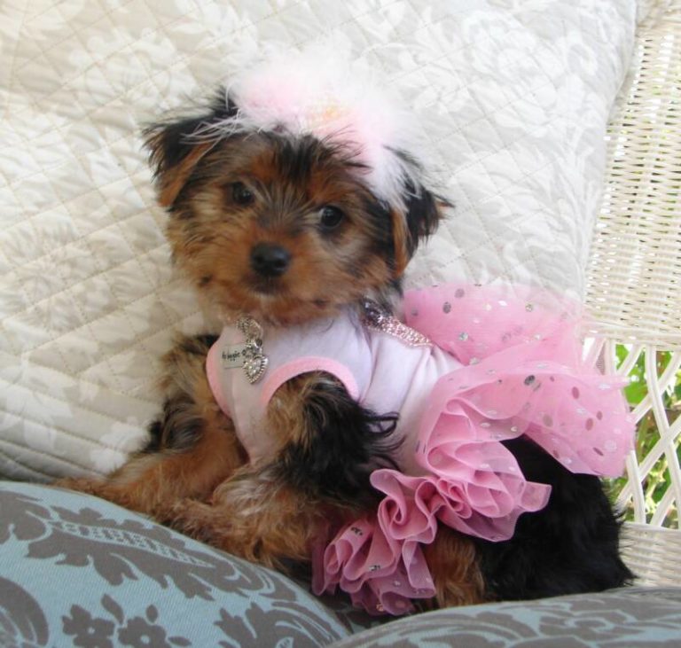 Dog Names For Yorkshire Terriers