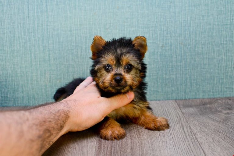 Lifespan Of A Yorkshire Terrier: Care, Diseases, Balanced Diet, Average ...
