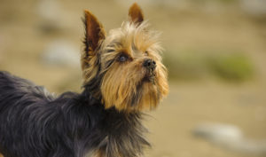 Lifespan Of A Yorkshire Terrier: Care, Diseases, Balanced Diet, Average ...