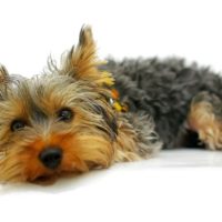 Yorkshire Terrier Skin Problems: Brushing, Improper Bathing, Allergy ...