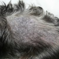 Yorkshire Terrier Skin Problems: Brushing, Improper Bathing, Allergy ...
