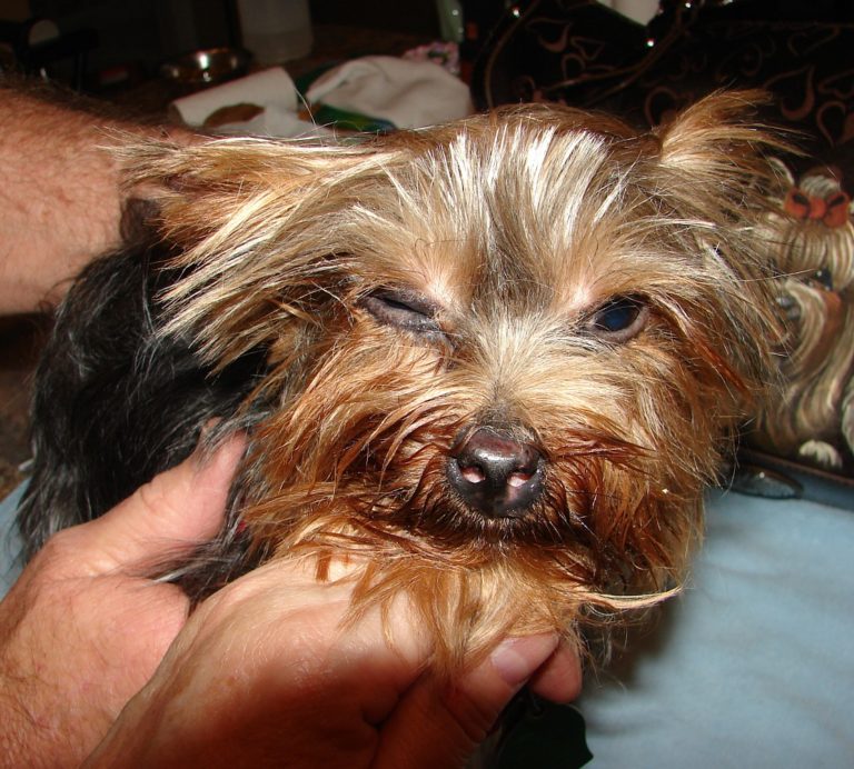 Yorkshire Terrier Eye Problems: What Actions Should Be Done First ...