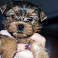 Yorkshire Terrier Eye Problems: What Actions Should Be Done First ...