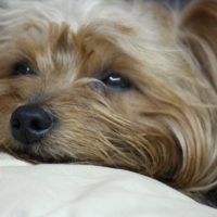 Yorkshire Terrier Skin Problems: Brushing, Improper Bathing, Allergy ...