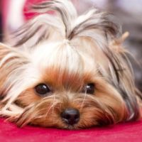 Yorkshire Terrier Eye Problems: What Actions Should Be Done First ...