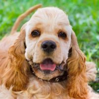Cocker Spaniel Health Problems: General Internal Health Problems And ...
