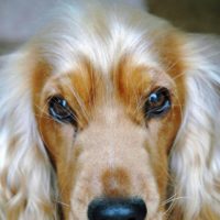 Cocker Spaniel Eye Problems: Most Common Eye Diseases, Why Do The Eye ...