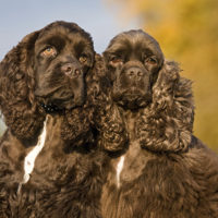 Cocker Spaniel: Average Lifespan, Best Diet And Feeding Schedule ...