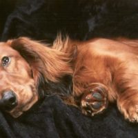 Cocker Spaniel Pregnancy Information: Stages, Period Of Parturation ...