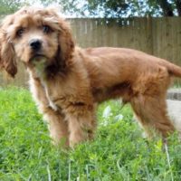 Cocker Spaniel Tail Problems: Tail Docking, Break, Sprain Or Fracture ...