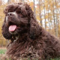 Cocker Spaniel: Average Lifespan, Best Diet And Feeding Schedule ...