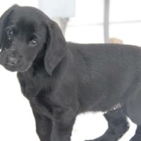 Cocker Spaniel Cross Labrador: Spanador Breed Characteristics ...