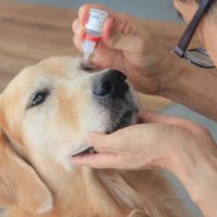 Cocker Spaniel Eye Problems: Most Common Eye Diseases, Why Do The Eye ...