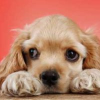 Cocker Spaniel Eye Problems: Most Common Eye Diseases, Why Do The Eye ...