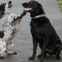 Cocker Spaniel Cross Labrador: Spanador Breed Characteristics ...