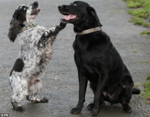 Cocker Spaniel Cross Labrador: Spanador Breed Characteristics ...