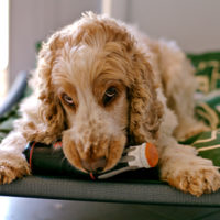 Cocker Spaniel Tail Problems: Tail Docking, Break, Sprain Or Fracture ...