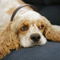 Cocker Spaniel Health Problems: General Internal Health Problems And ...