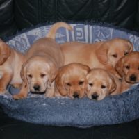 Cocker Spaniel Cross Labrador: Spanador Breed Characteristics ...