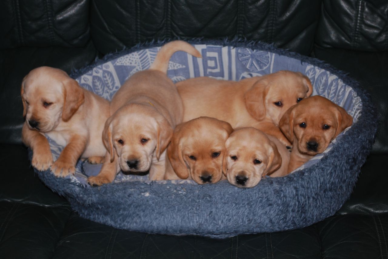 Cocker Spaniel Cross Labrador Spanador Breed Characteristics