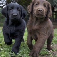 Cocker Spaniel Cross Labrador: Spanador Breed Characteristics ...