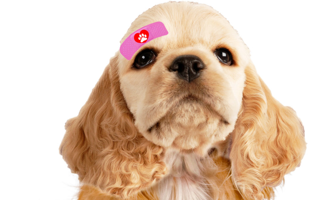 Cocker Spaniel Skin Problems: Main Skin Diseases, Where Do Skin ...