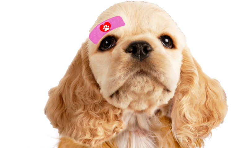 Cocker Spaniel Skin Problems: Main Skin Diseases, Where Do Skin ...