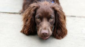 Cocker Spaniel Skin Problems: Main Skin Diseases, Where Do Skin ...