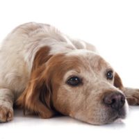 Cocker Spaniel Skin Problems: Main Skin Diseases, Where Do Skin ...