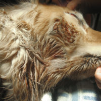 Cocker Spaniel Skin Problems: Main Skin Diseases, Where Do Skin ...
