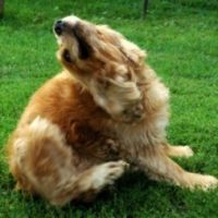 Cocker Spaniel Skin Problems: Main Skin Diseases, Where Do Skin ...