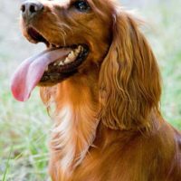 Cocker Spaniel Teeth Problems: Tooth Cleaning And Monitoring, Brushing ...